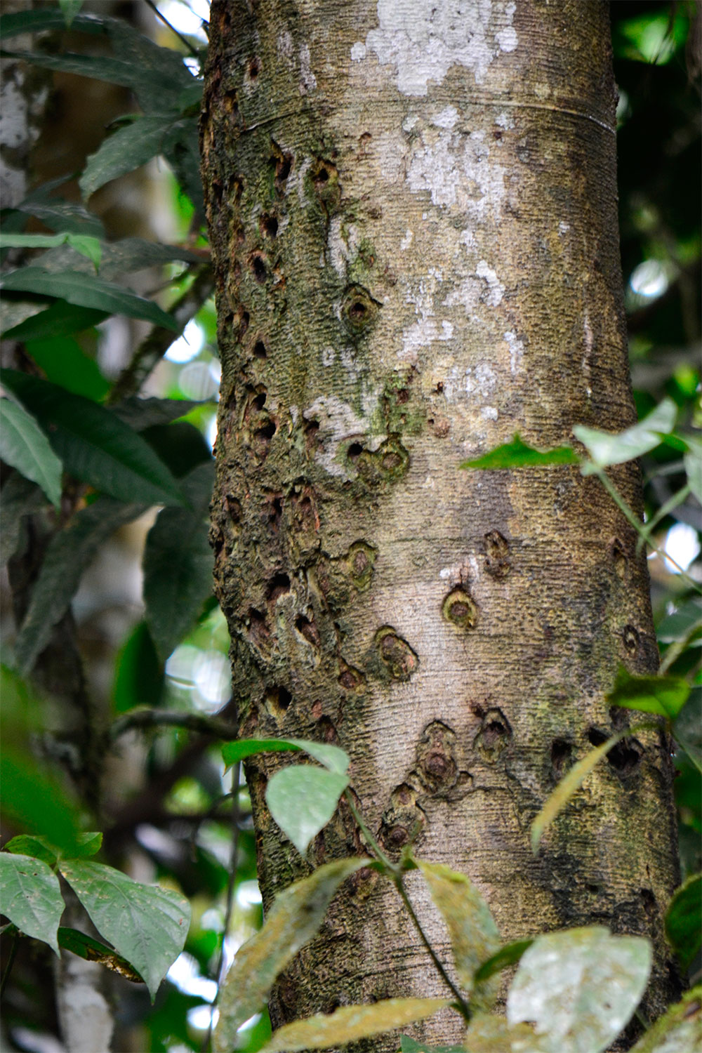 Mamíferos del Ecuador